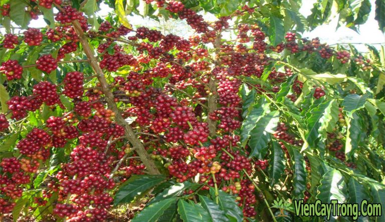 Kỹ thuật trồng, chăm sóc và thu hoạch cây cà phê